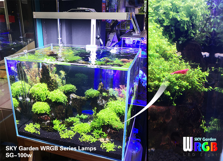 KeyLED SG Series WRGB True Color Lighting