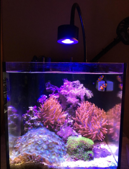 Coral Box Refugium 15W Frag LED