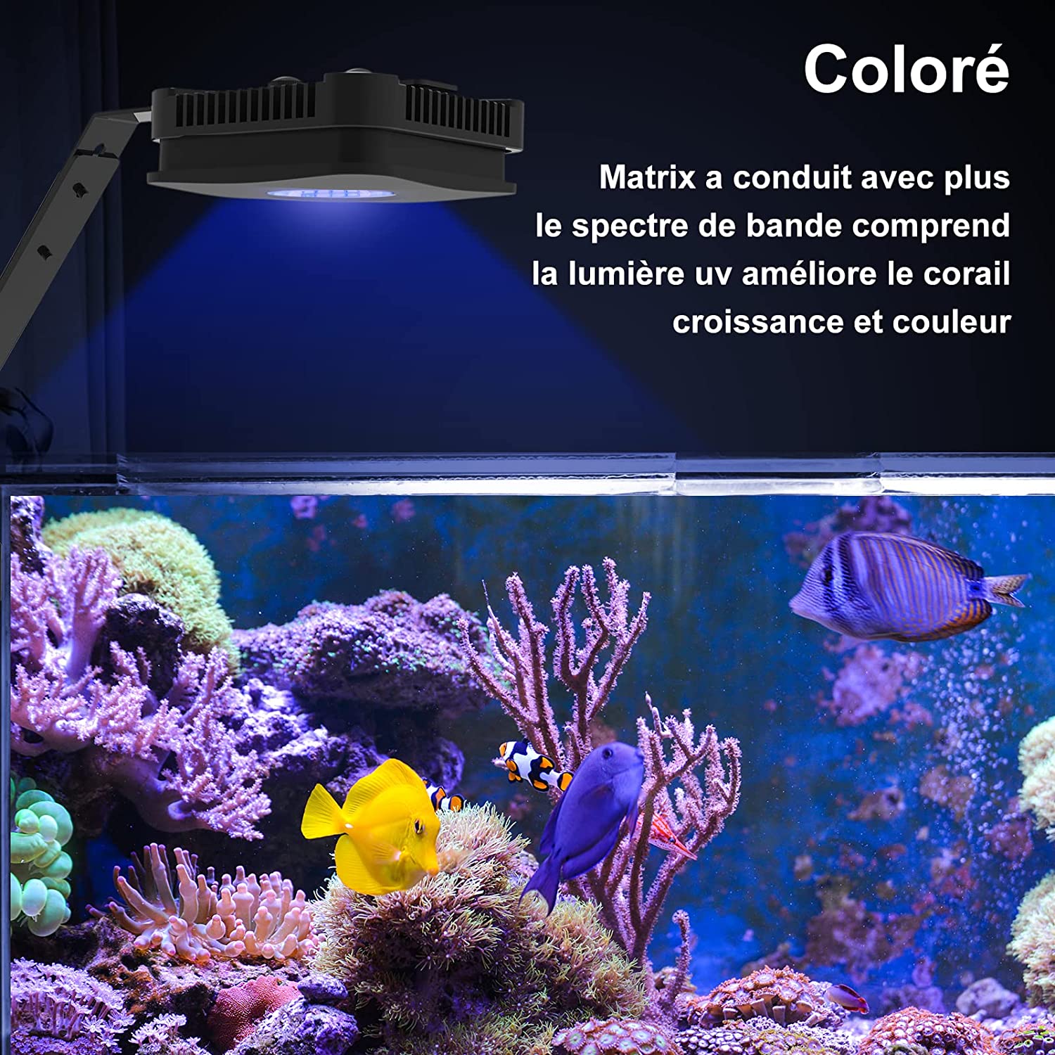 Lumini led aquarium light Pixie 80