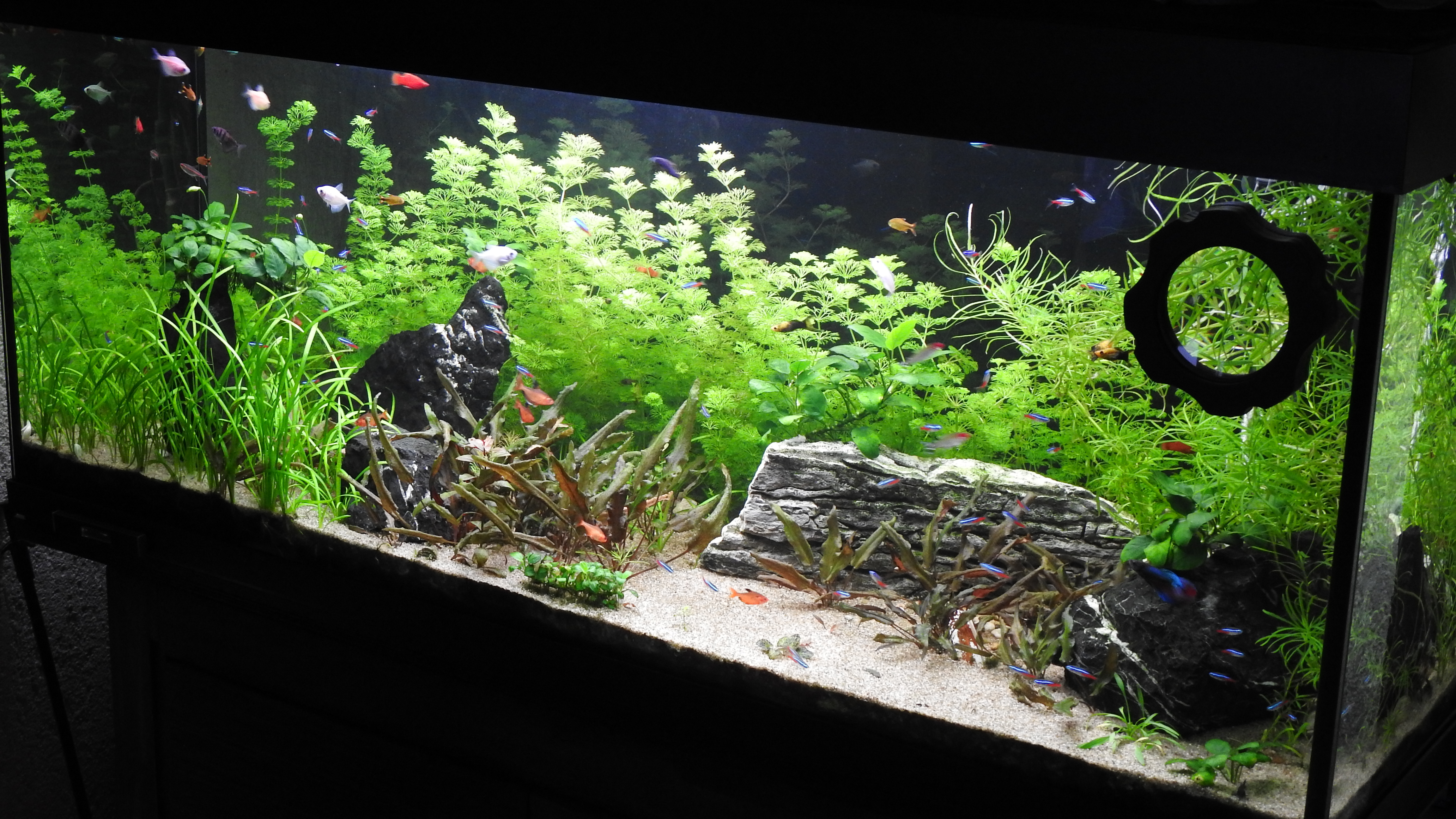 Magnet Floating Cleaner Tank Explorer