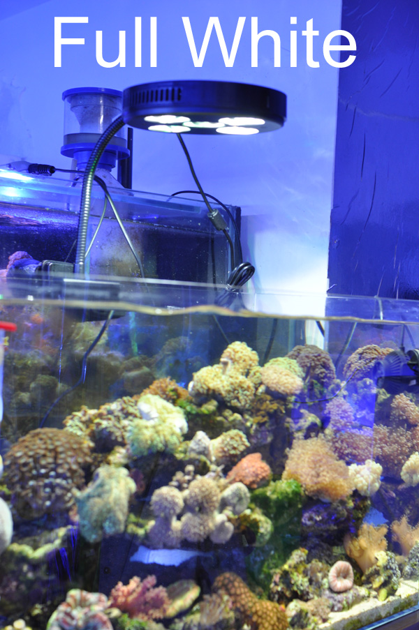 Coral Box Moon LED Lighting